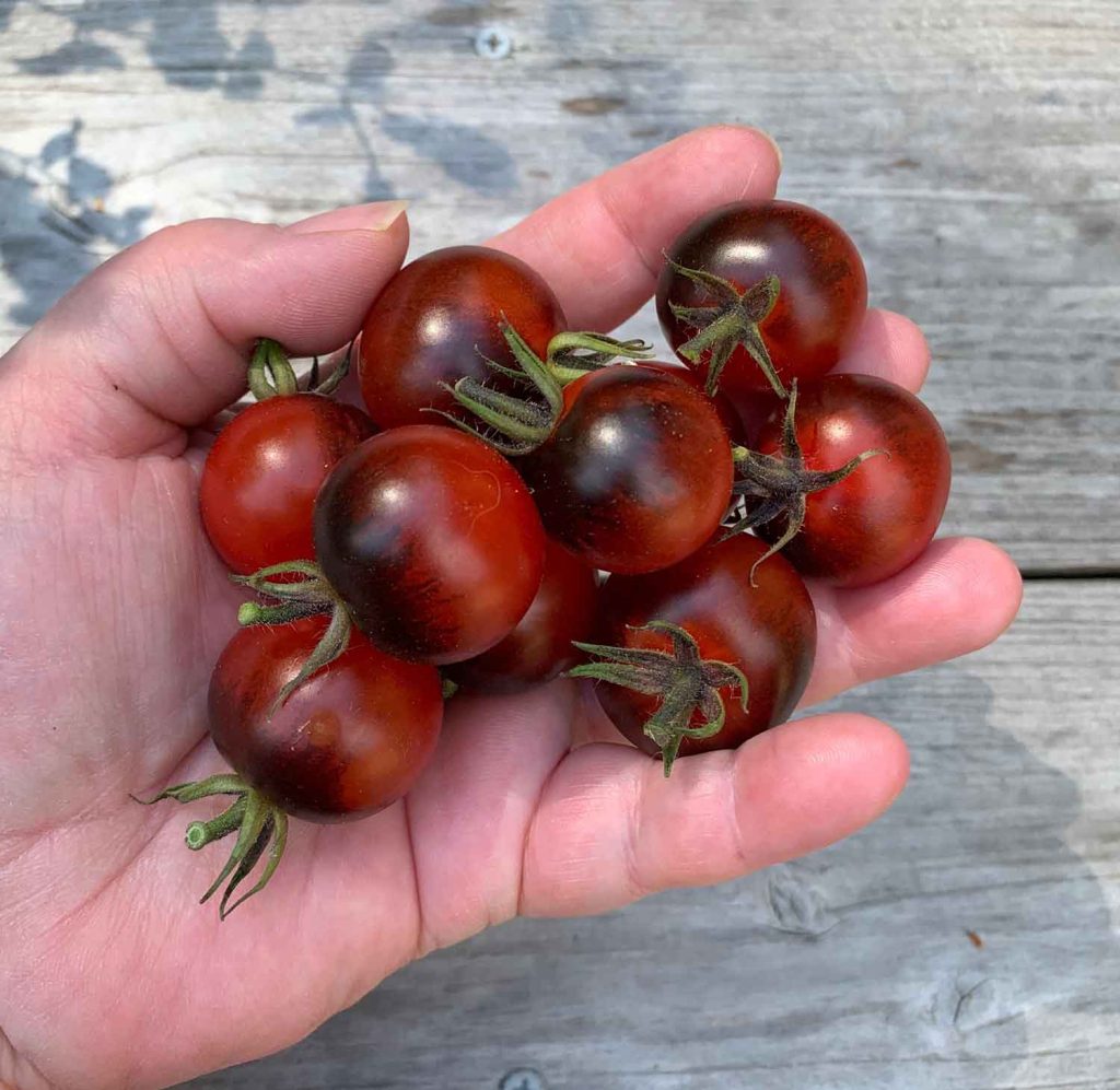 The Best-Tasting Cherry Tomatoes to Grow - SproutedGarden.com