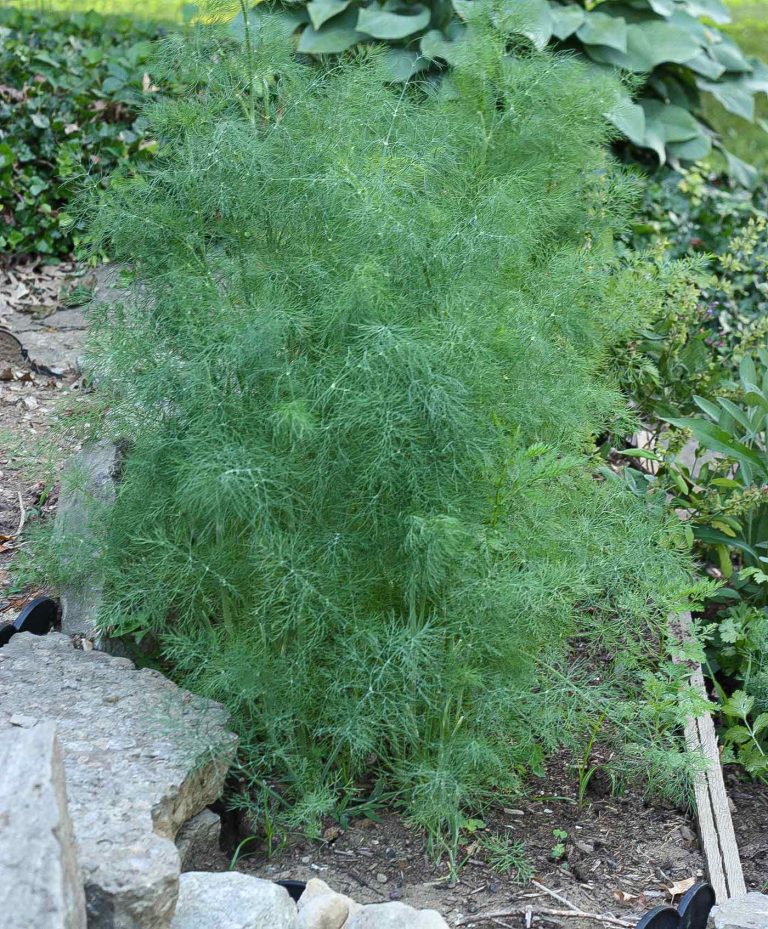 12 Perennial Herbs to Plant Once and Enjoy Year after Year ...