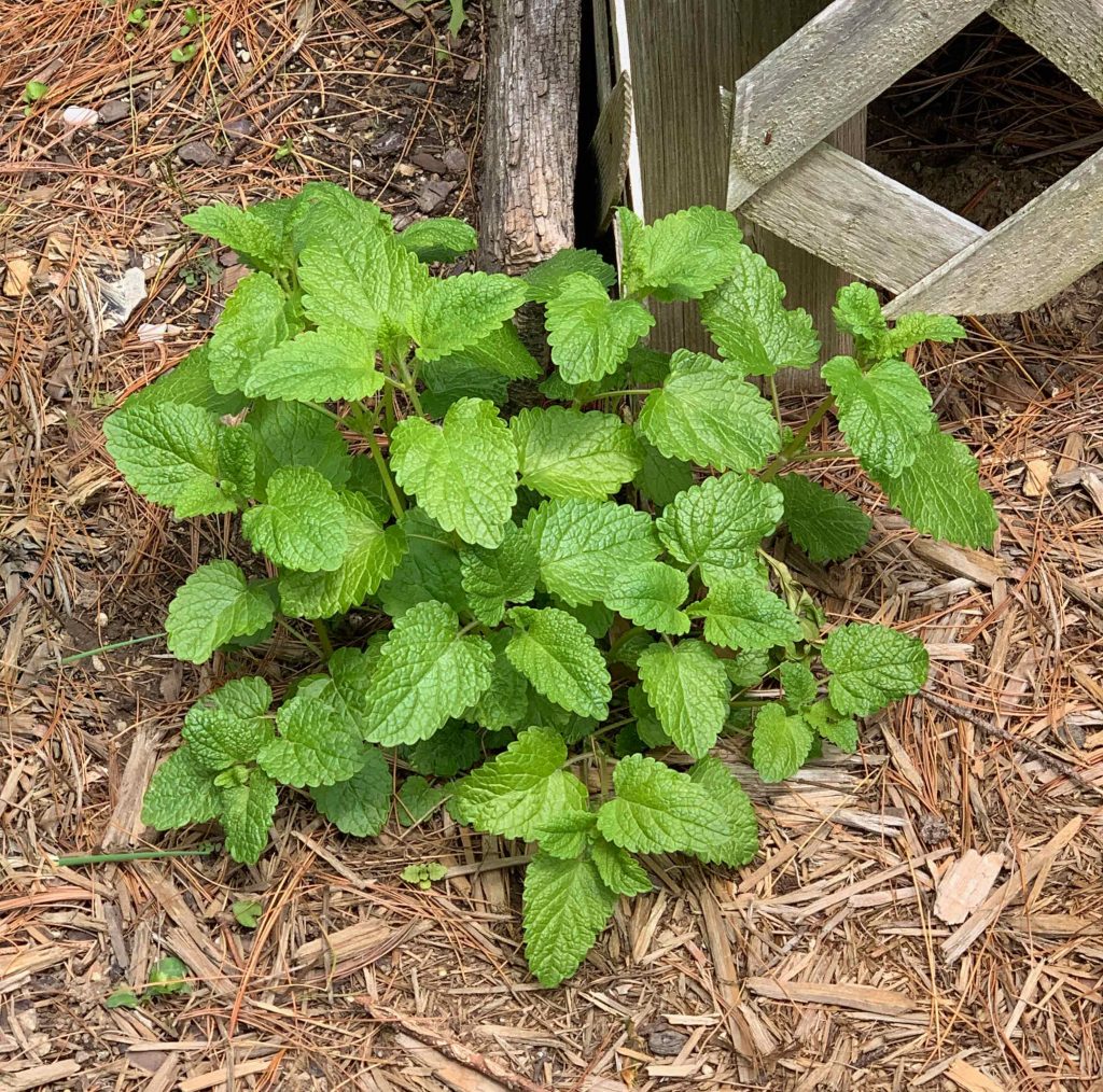 12 Perennial Herbs to Plant Once and Enjoy Year after Year ...